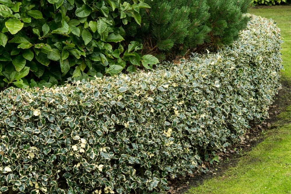 10 great shrubs and hedging plants - Conkers Garden Centre