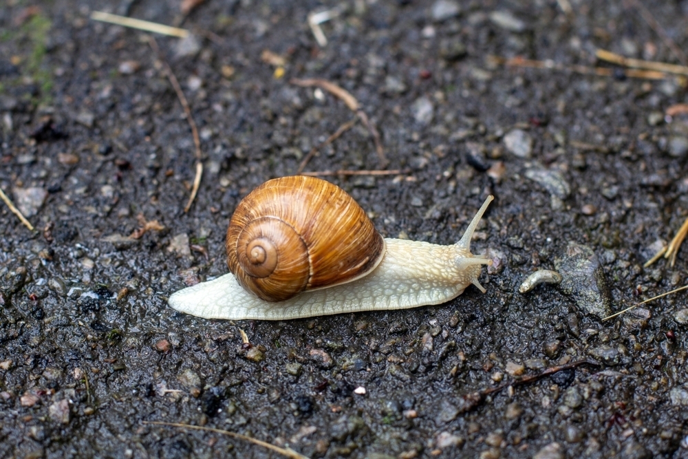 How to avoid snails in the garden - Conkers Garden Centre