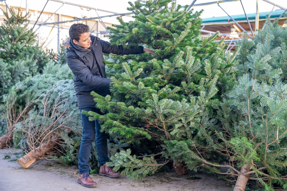 How to choose the right Christmas tree - Conkers Garden Centre