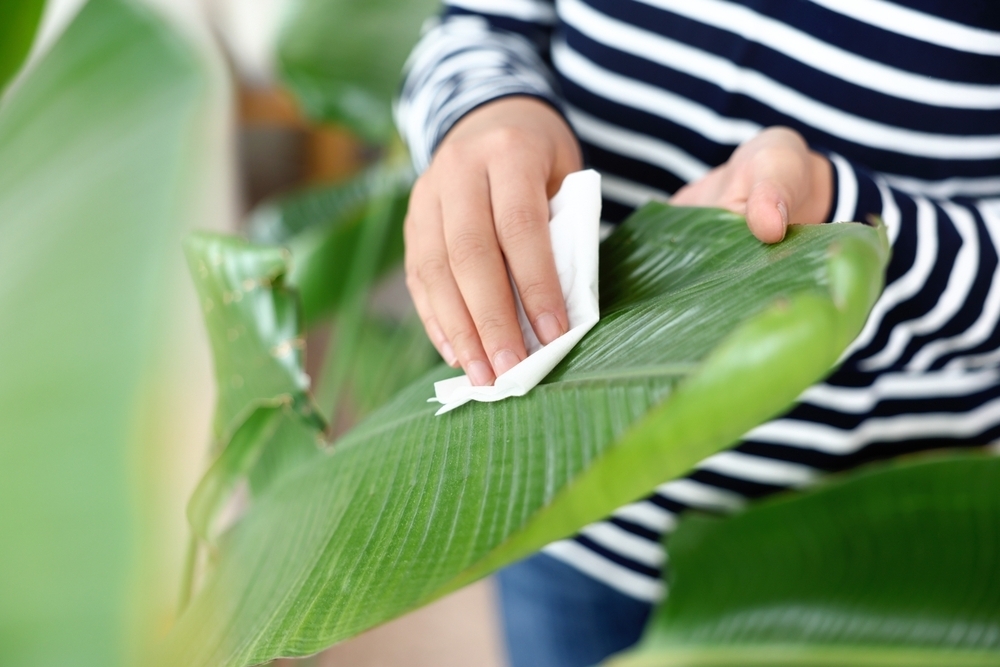 How to clean your houseplants - Conkers Garden Centre